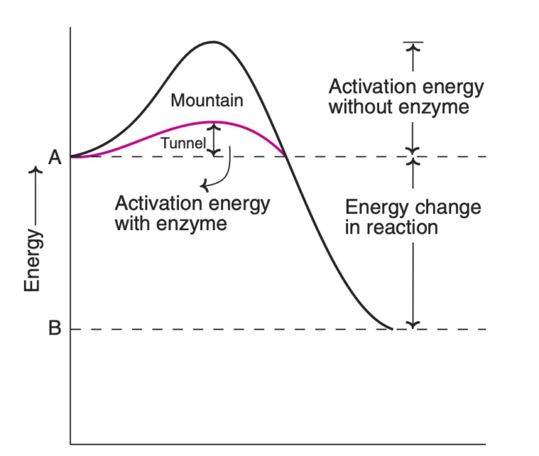 Enzymes - Structure, Types, Mode of Action, Functions, Applications ...