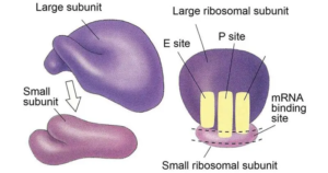 Cell Organelles - Structure, Functions, Diagram - Biology Notes Online