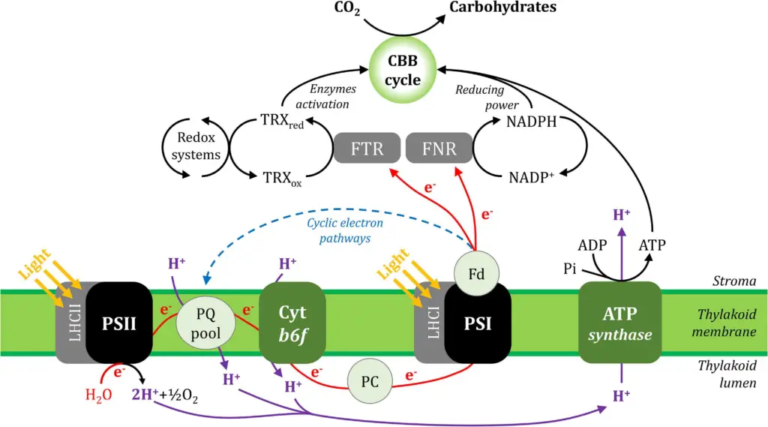 Photosystem I (PS1) - Structure, Functions - Biology Notes Online