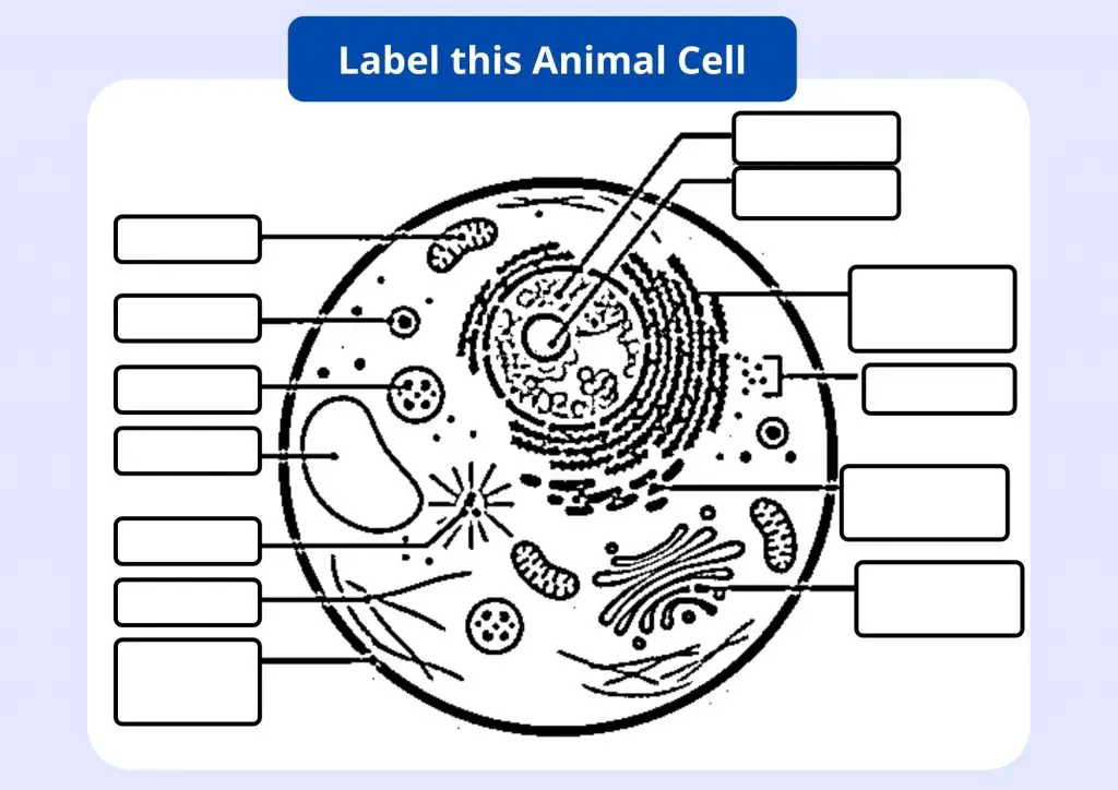 Animal Cell Diagram Worksheet Animal Cell Diagram