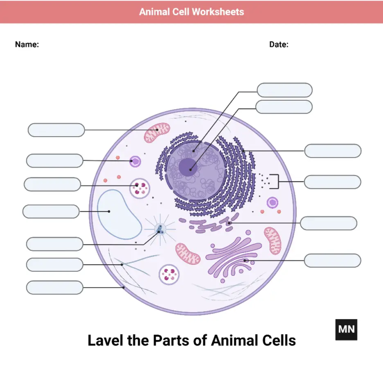 Animal Cell - Diagram, Structure, Types, Functions - Biology Notes Online