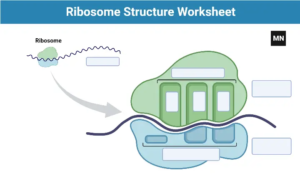 Animal Cell - Diagram, Structure, Types, Functions - Biology Notes Online
