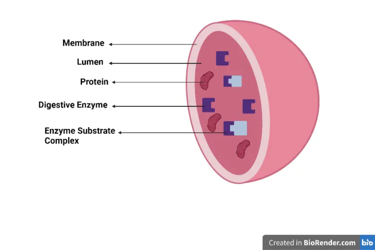 Eukaryotic Cell Definition Structure Functions Examples Biology