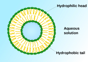 Vesicles - Definition, Structure, Types, and Functions - Biology Notes ...