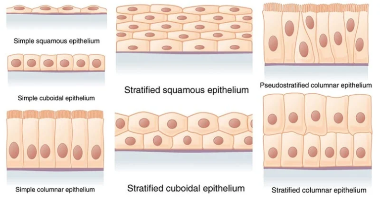 Epithelial Tissue - Definition, Characteristics, Types, and Functions ...