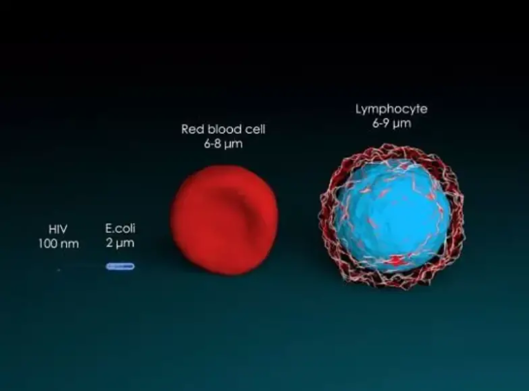 Prokaryotic cells - Definition, Structure, Characteristics, Examples ...