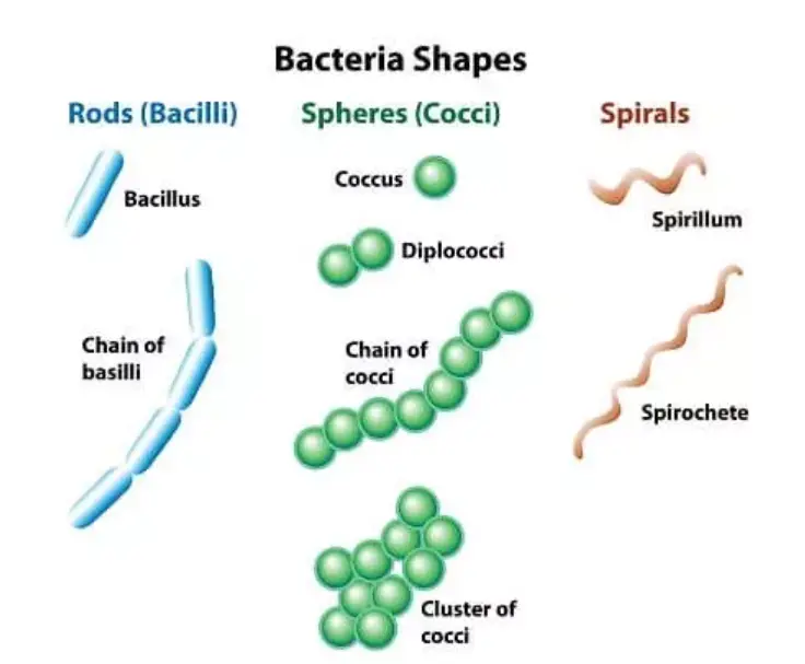 Structure Of Prokaryotes Biology Prokaryotic Cell An Overview