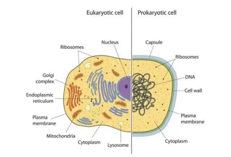 Prokaryotic cells - Definition, Structure, Characteristics, Examples ...
