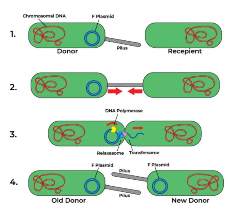 Prokaryotic cells - Definition, Structure, Characteristics, Examples ...