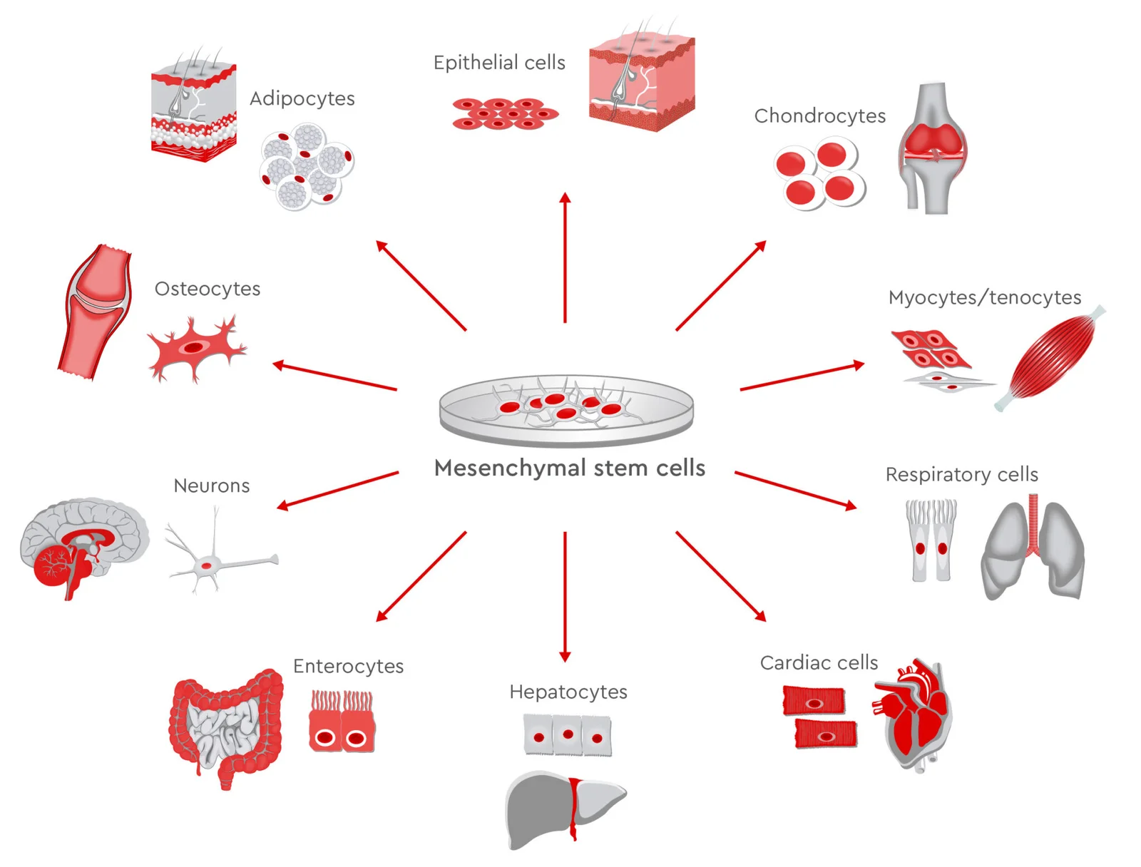Mesenchymal Stromal Cells - Definition, Structure, Location, and ...