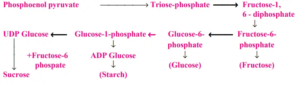 Microbodies - Peroxisomes and Glyoxysomes - Biology Notes Online