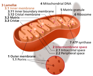 Mitochondria - Definition, Origin, Structure, Functions - Biology Notes ...