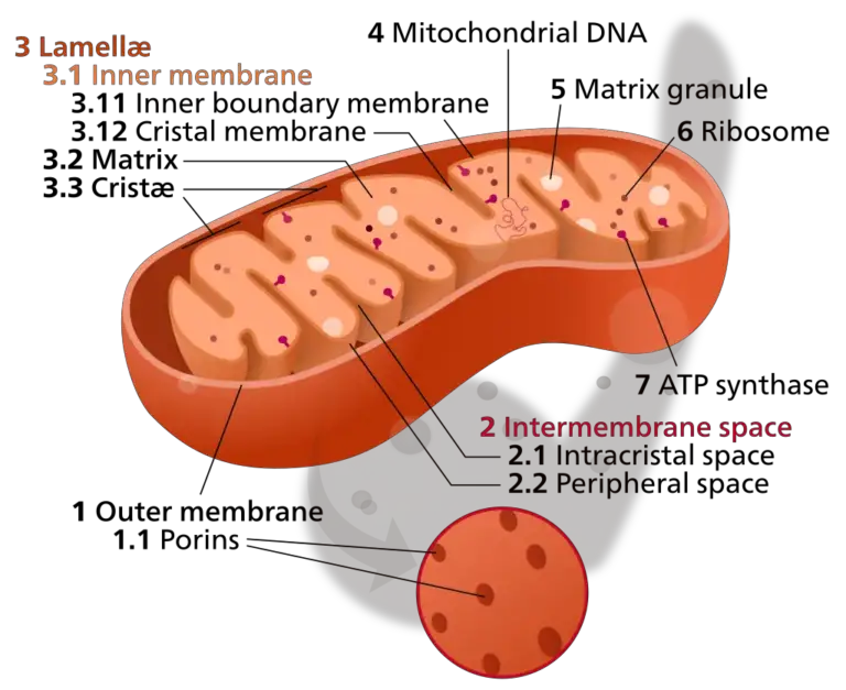 Mitochondria Definition Origin Structure Functions Biology Notes