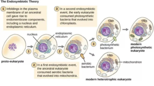 Mitochondria - Definition, Origin, Structure, Functions - Biology Notes ...