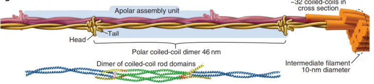 Intermediate Filaments - Definition, Structure, Function - Biology ...