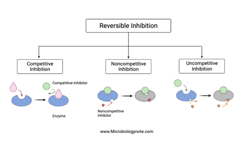 Enzyme Inhibition - Definition, Types, Mechanism, Examples - Biology ...