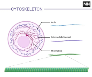 Cytoskeleton - Definition, Structure, Functions - Biology Notes Online