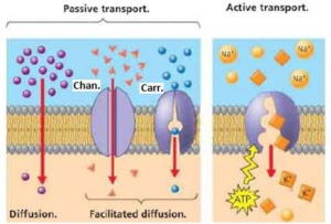 Channel Protein - Definition, Structure, Function, Example - Biology ...