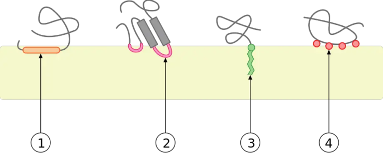 Peripheral Protein - Structure, Examples, Functions - Biology Notes Online