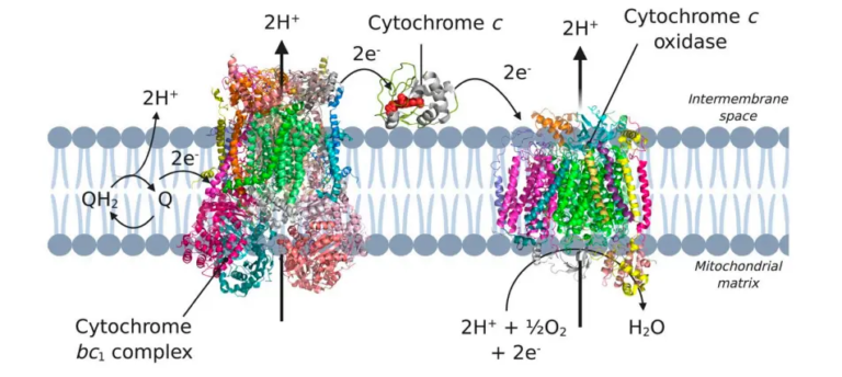 Peripheral Protein - Structure, Examples, Functions - Biology Notes Online
