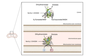 Peripheral Protein - Structure, Examples, Functions - Biology Notes Online