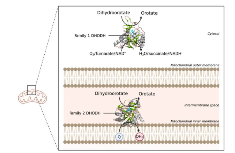 Peripheral Protein - Structure, Examples, Functions - Biology Notes Online