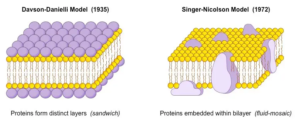Different Plasma Membrane Models - Biology Notes Online