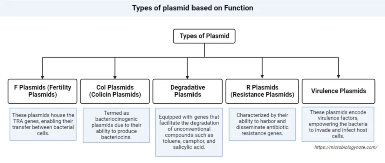 Plasmids - Definition, Structure, Functions, Examples - Biology Notes ...