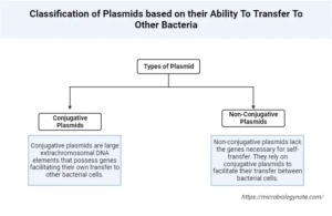 Plasmids - Definition, Structure, Functions, Examples - Biology Notes ...