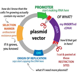 Plasmids - Definition, Structure, Functions, Examples - Biology Notes ...
