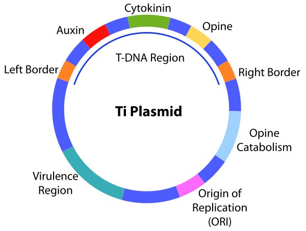 Plasmids Properties Types And Functions Learn