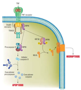 Apoptosis Pathway- Definition, Functions, Mechanism, Examples - Biology ...
