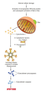 Apoptosis Pathway- Definition, Functions, Mechanism, Examples - Biology ...