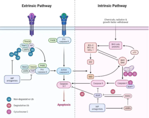 Apoptosis Pathway- Definition, Functions, Mechanism, Examples - Biology ...