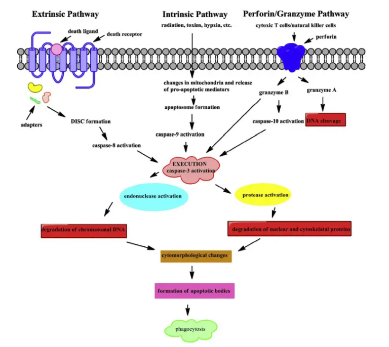 Apoptosis Pathway- Definition, Functions, Mechanism, Examples - Biology ...
