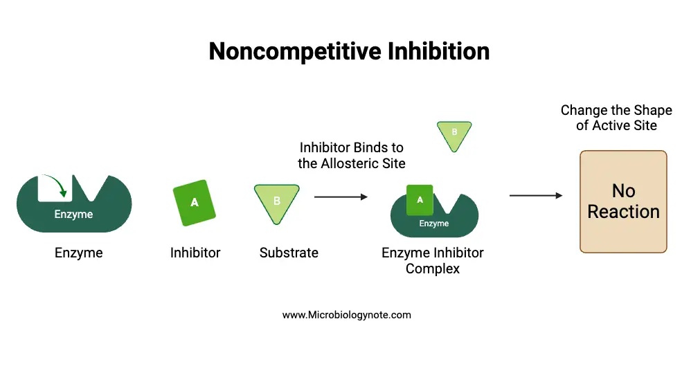 Noncompetitive Vs Uncompetitive Inhibition