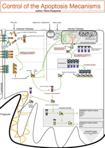 Apoptosis Pathway- Definition, Functions, Mechanism, Examples - Biology ...