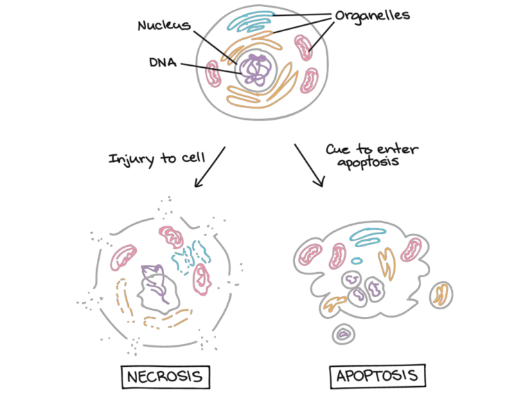 Apoptosis Pathway- Definition, Functions, Mechanism, Examples - Biology ...