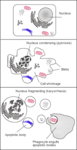 Apoptosis Pathway- Definition, Functions, Mechanism, Examples - Biology ...