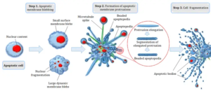 Apoptosis Pathway- Definition, Functions, Mechanism, Examples - Biology ...