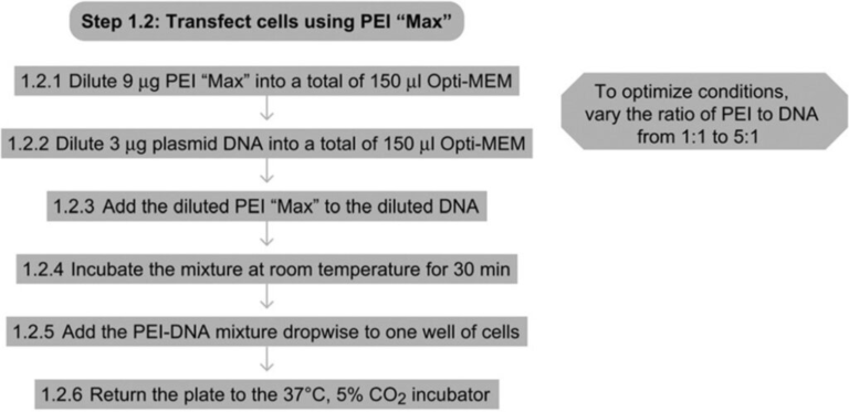 Transfection PEI (Polyethylenimine) Protocol - Biology Notes Online