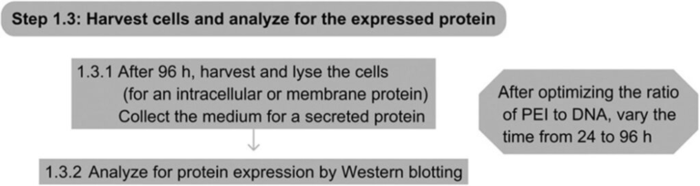 Transfection PEI (Polyethylenimine) Protocol - Biology Notes Online