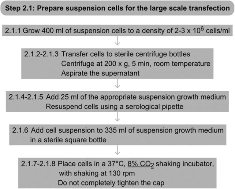 Transfection PEI (Polyethylenimine) Protocol - Biology Notes Online