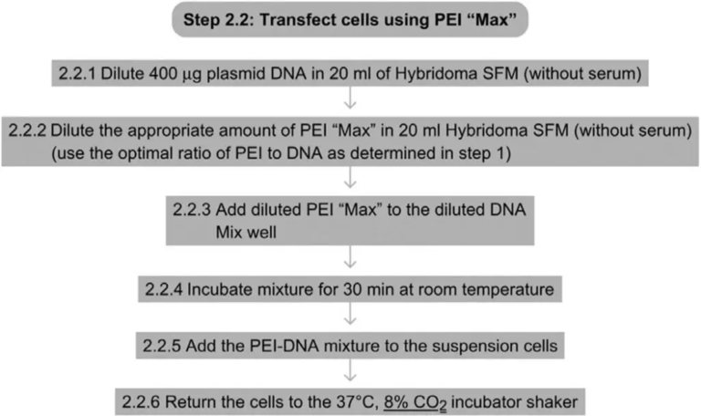 Transfection PEI (Polyethylenimine) Protocol - Biology Notes Online