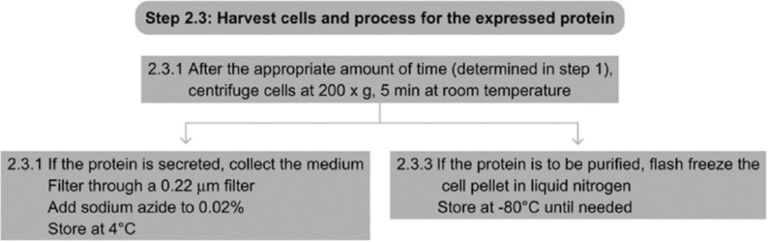 Transfection PEI (Polyethylenimine) Protocol - Biology Notes Online