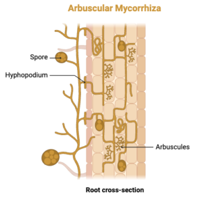 Mycorrhiza - Definition, Types, Examples, Importance - Biology Notes Online