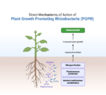 Plant Growth Promoting Rhizobacteria (PGPR) - Biology Notes Online