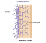 Mycorrhiza - Definition, Types, Examples, Importance - Biology Notes Online