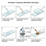 Temporary Wet Mount technique - Procedure, Requirement, Uses - Biology ...