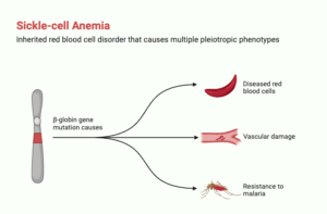 Pleiotropism - Definition, Types, Examples - Biology Notes Online